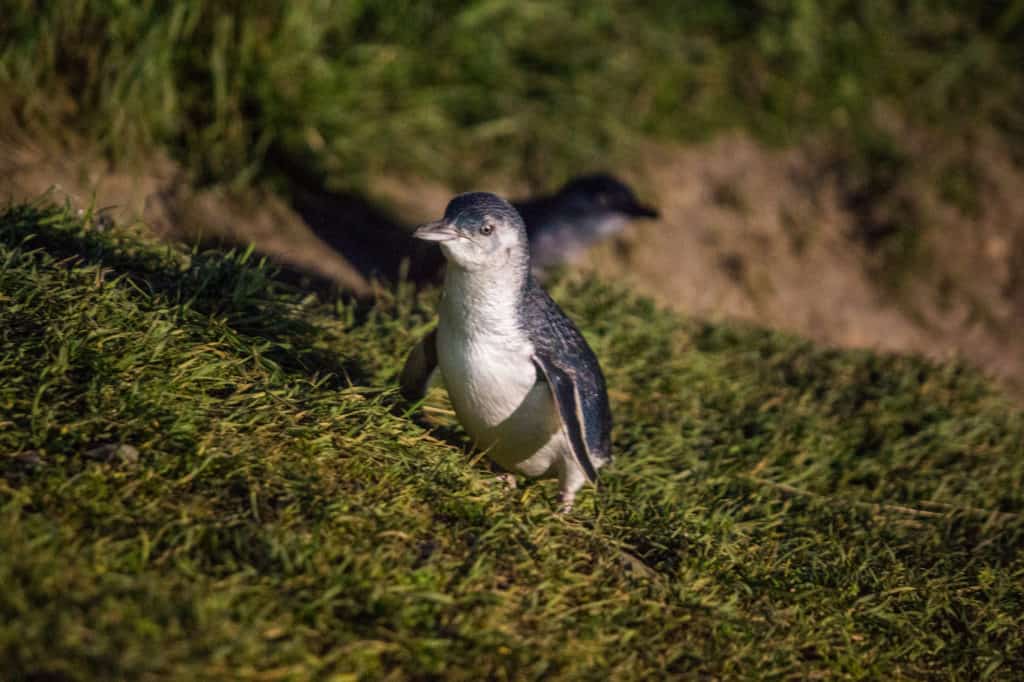 10 things that surprised me in Dunedin - Young Adventuress