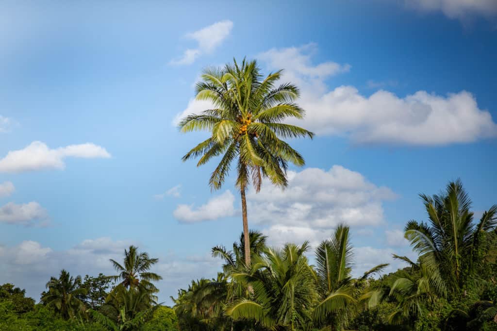 Rarotonga - a perfect corner of the Pacific - Young Adventuress
