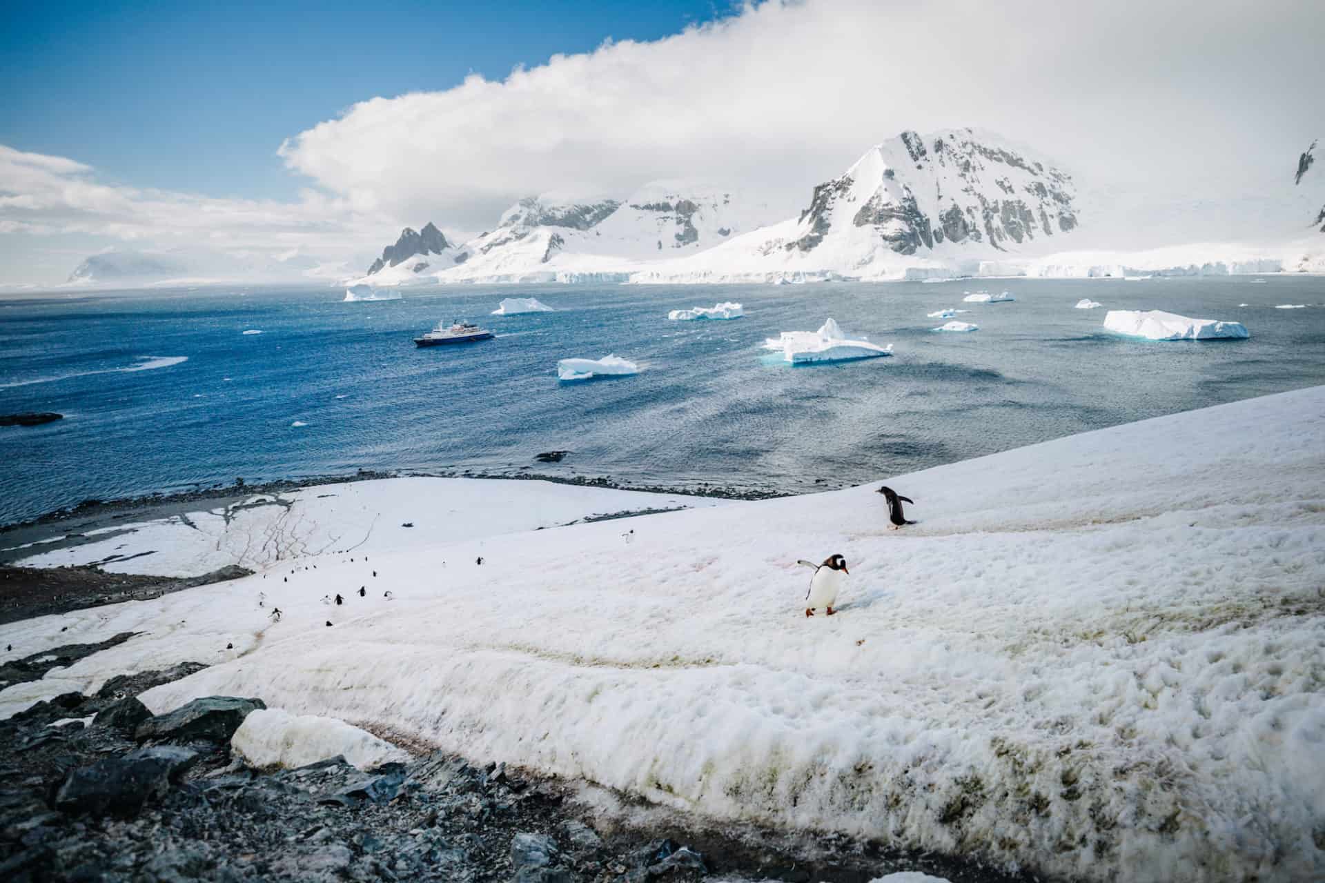 Penguins you might meet in Antarctica - Travelzuma