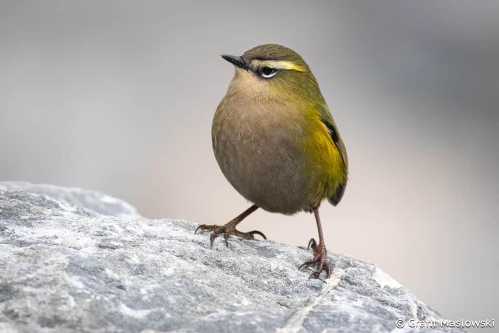 10 things I learned while living with the birds in Fiordland - Young ...