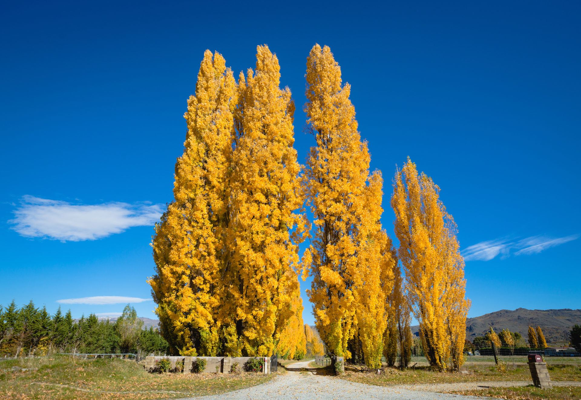 20 photos of autumn in New Zealand that will delight you - Young ...