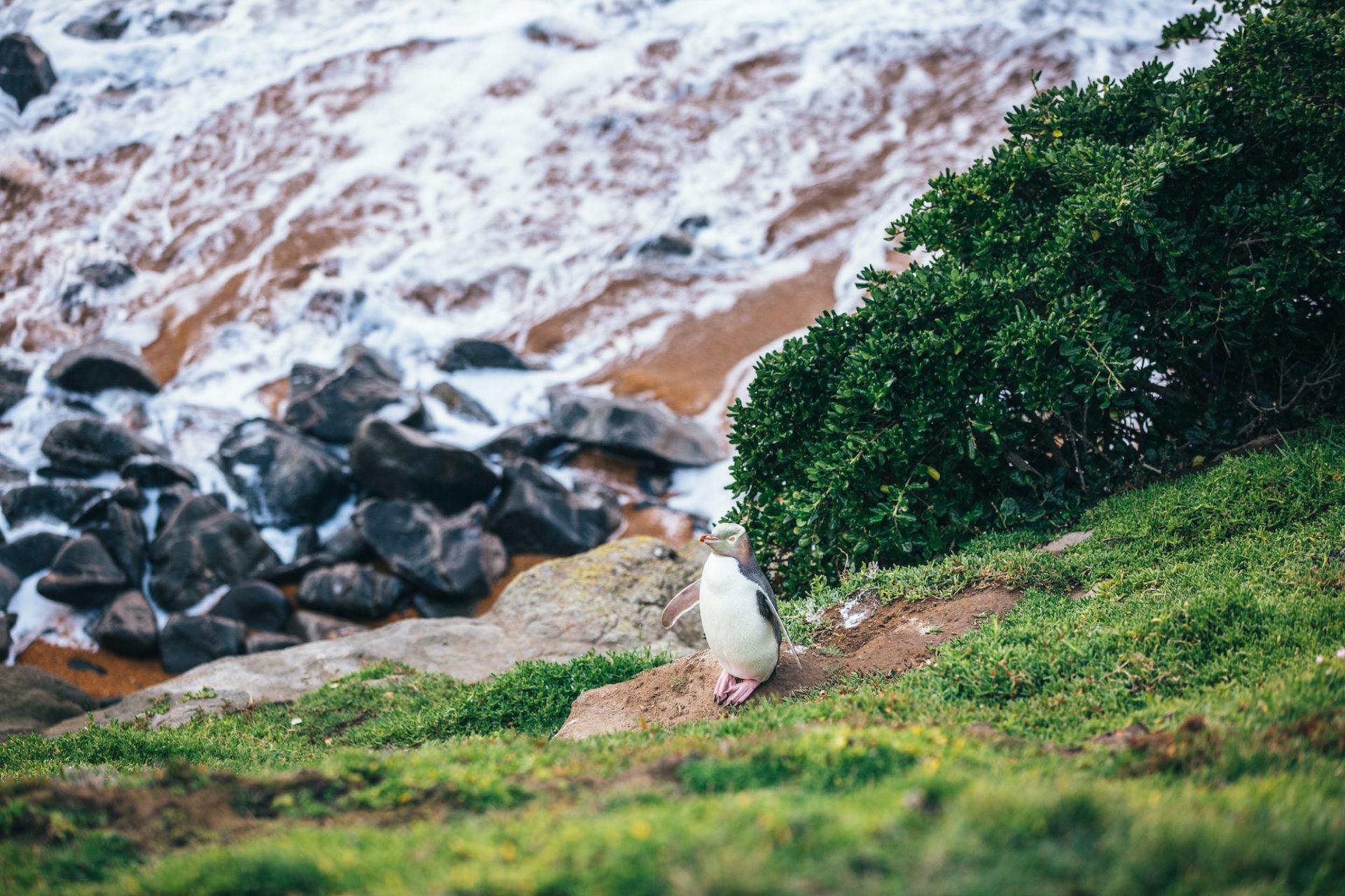 The quaint seaside charm of Moeraki - Young Adventuress