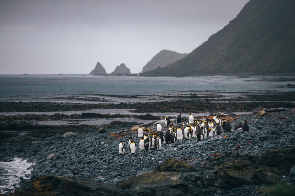 Macquarie Island is a wildlife paradise - Young Adventuress