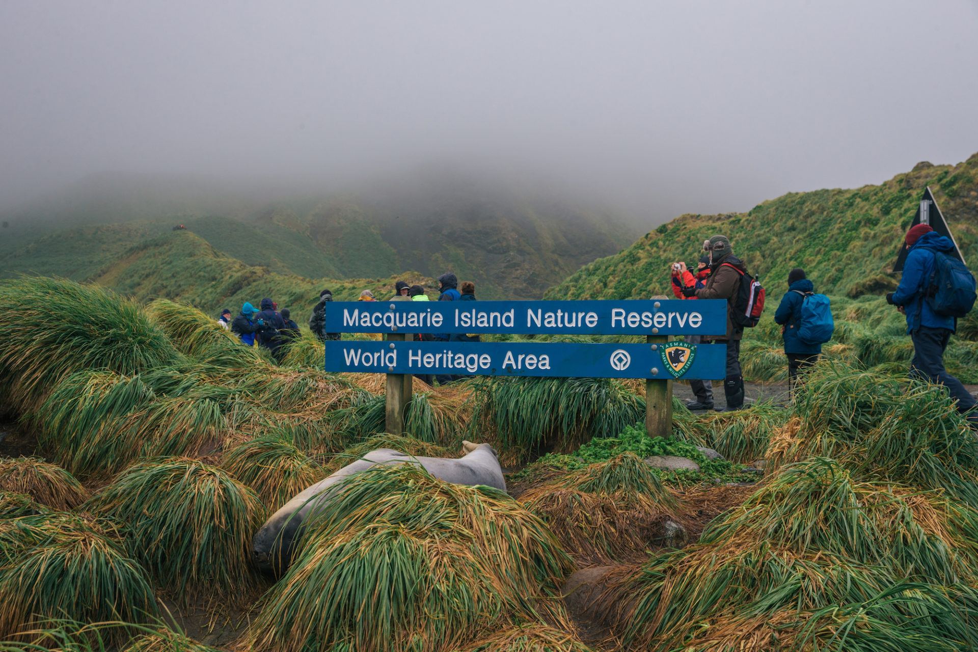 Macquarie Island is a wildlife paradise - Young Adventuress