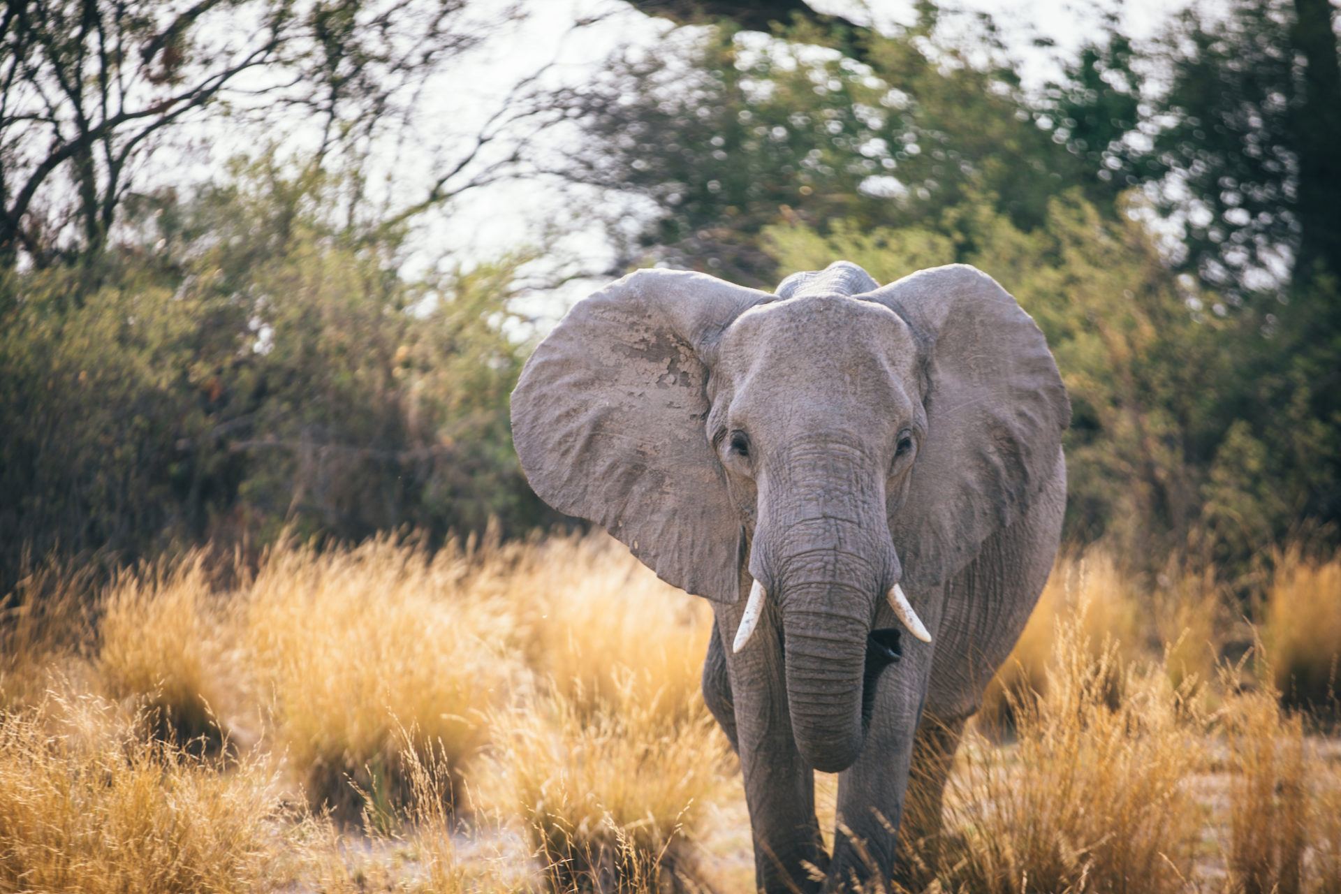 On safari in Botswana - what you need to know about exploring the ...