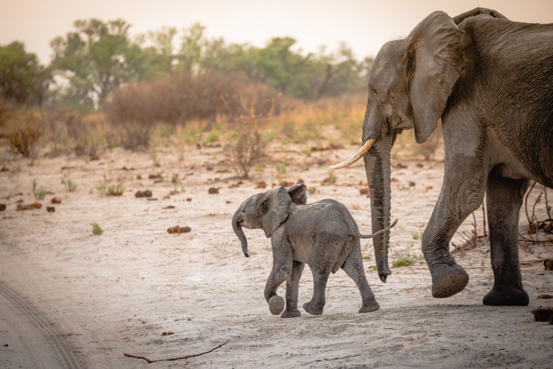 On safari in Botswana - what you need to know about exploring the ...