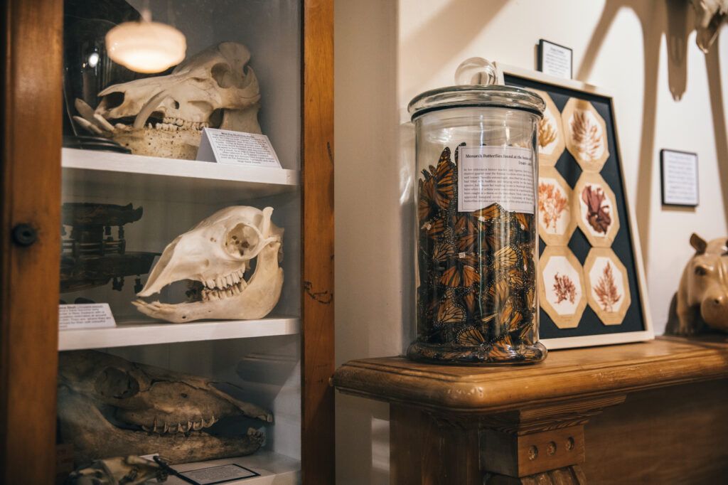 New Zealand's quirkiest museum is full of mystery (and bones) - Young ...