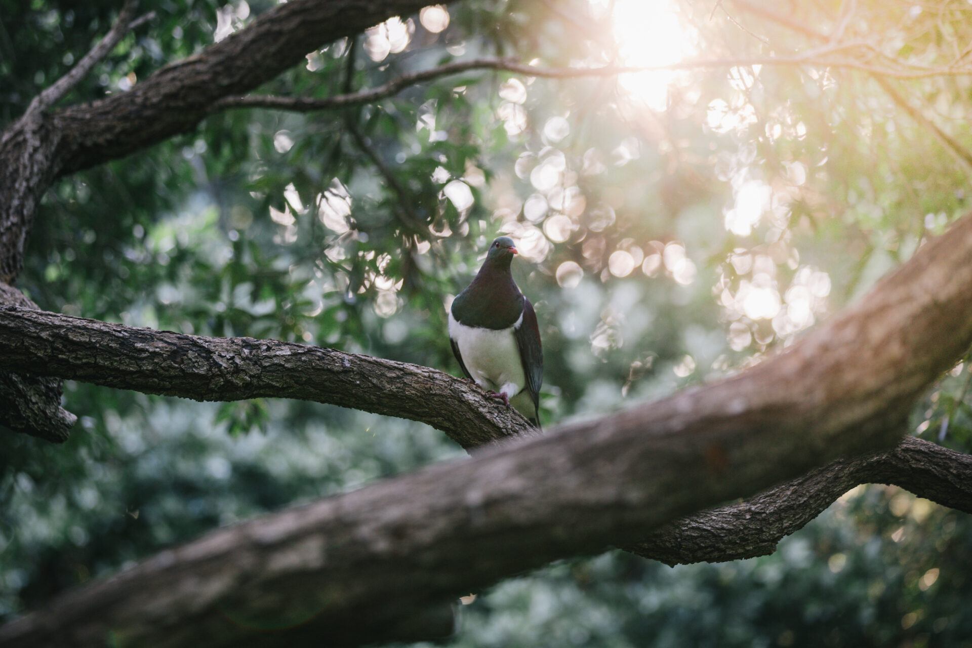 Meet the chunky, tipsy kererū: New Zealand’s native wood pigeon ...