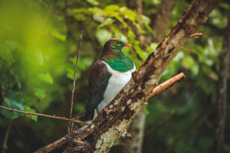 Meet the chunky, tipsy kererū: New Zealand's native wood pigeon - Young ...