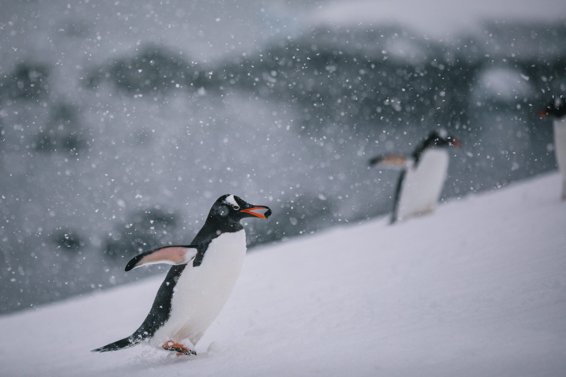 Postcards from Antarctica - Travelzuma