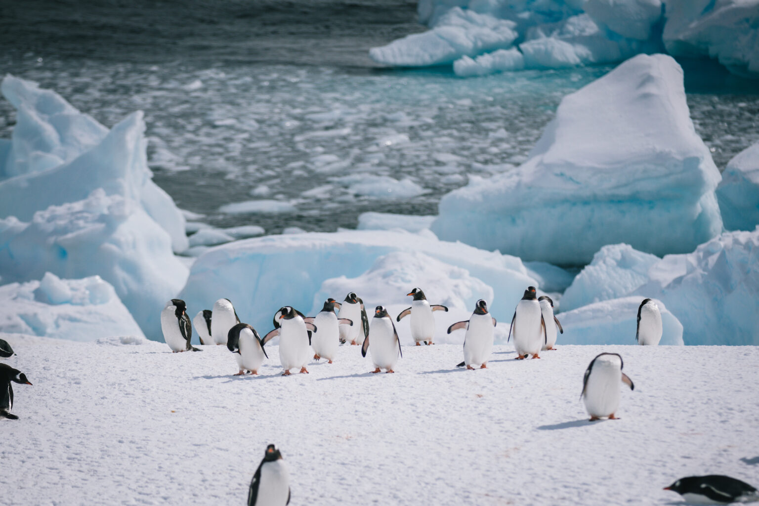 Postcards from Antarctica - Young Adventuress
