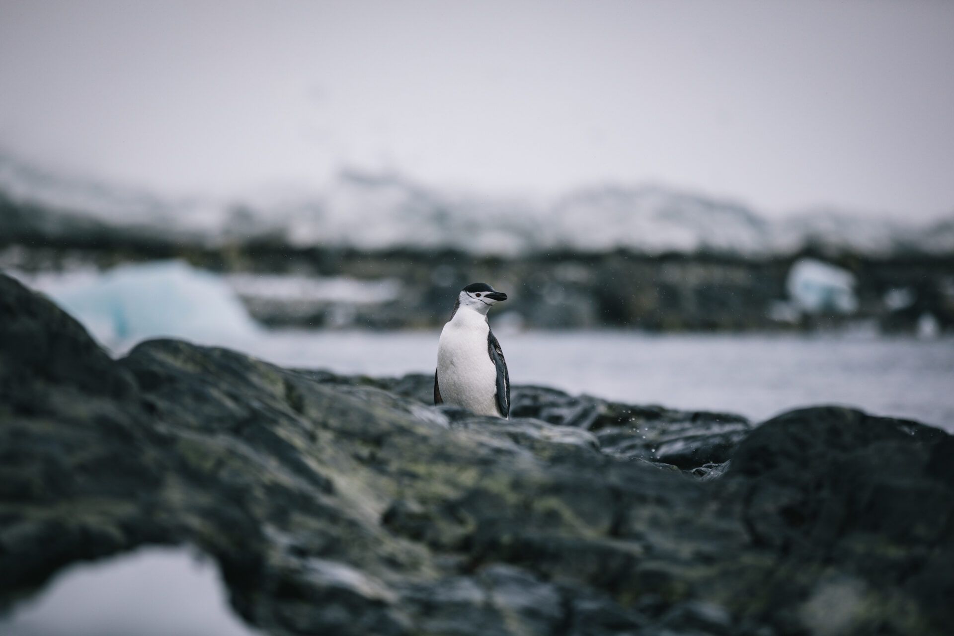 Postcards from Antarctica - Young Adventuress