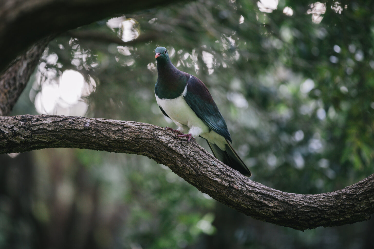 Meet the chunky, tipsy kererū: New Zealand's native wood pigeon - Young ...