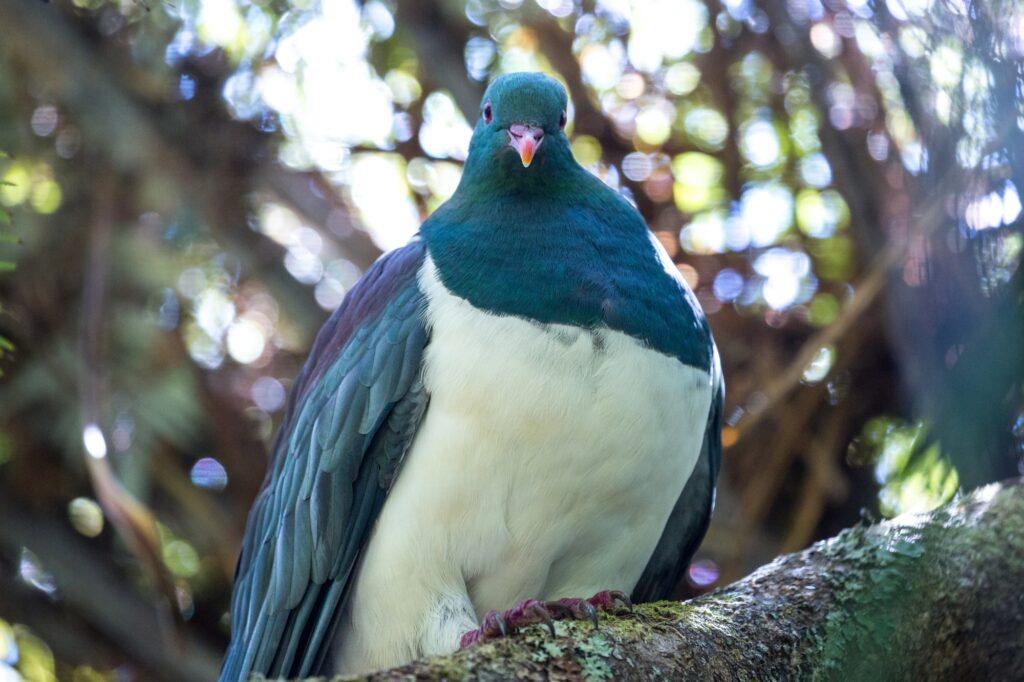 Meet the chunky, tipsy kererū: New Zealand's native wood pigeon - Young ...