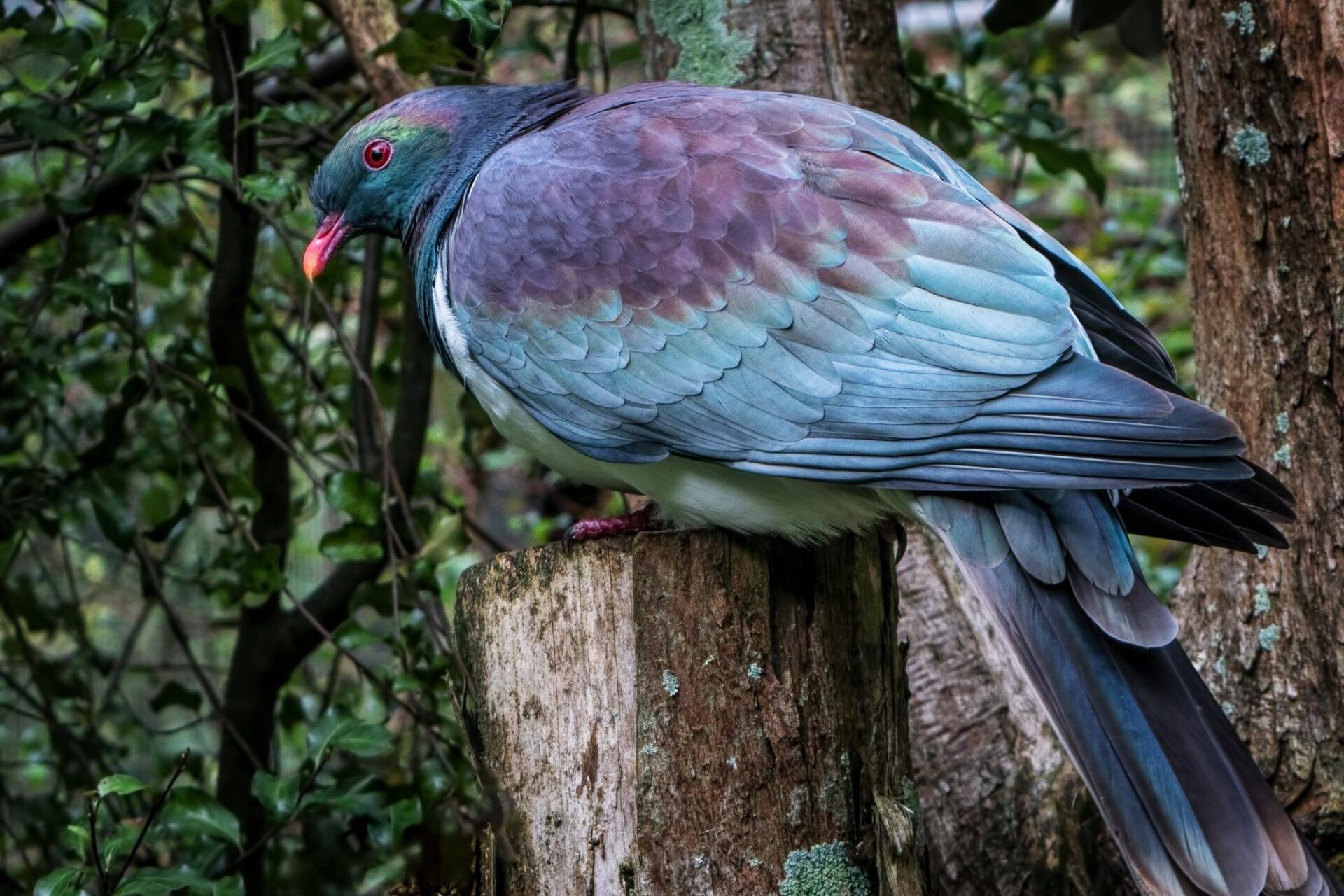 Meet the chunky, tipsy kererū: New Zealand's native wood pigeon - Young ...