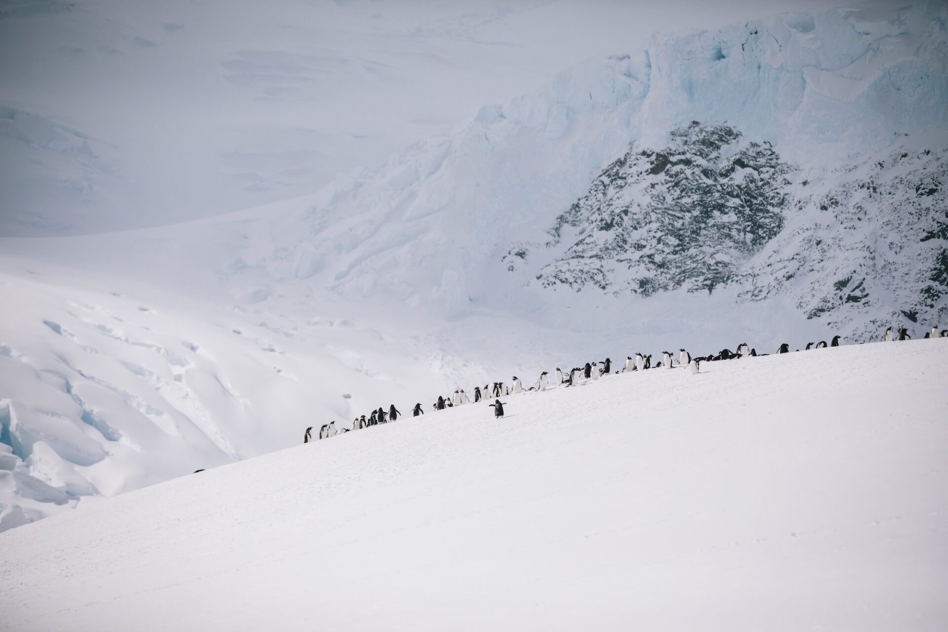 Penguins you might meet in Antarctica - Young Adventuress