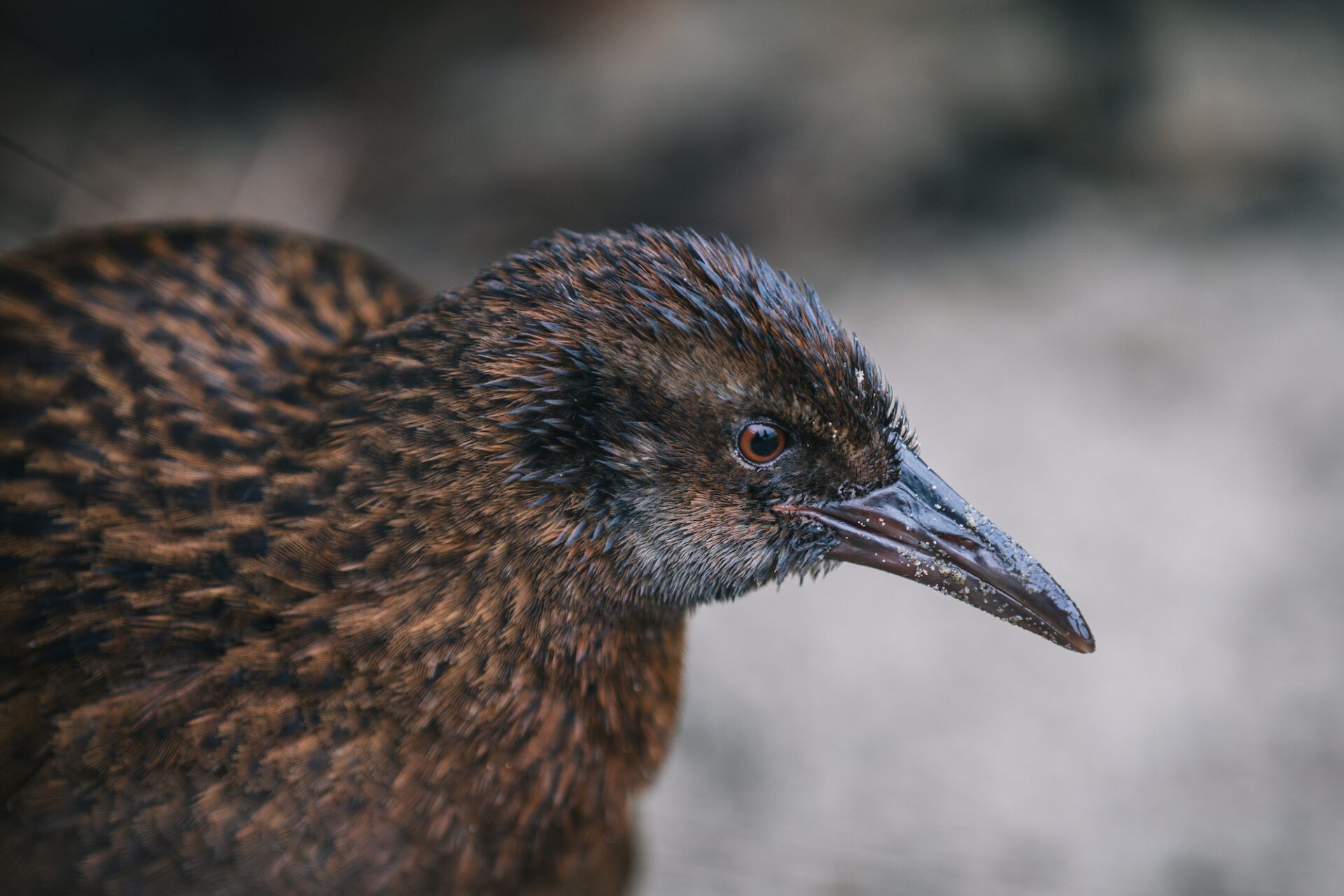 In defense of the bold and fearless weka: New Zealand's most unruly ...