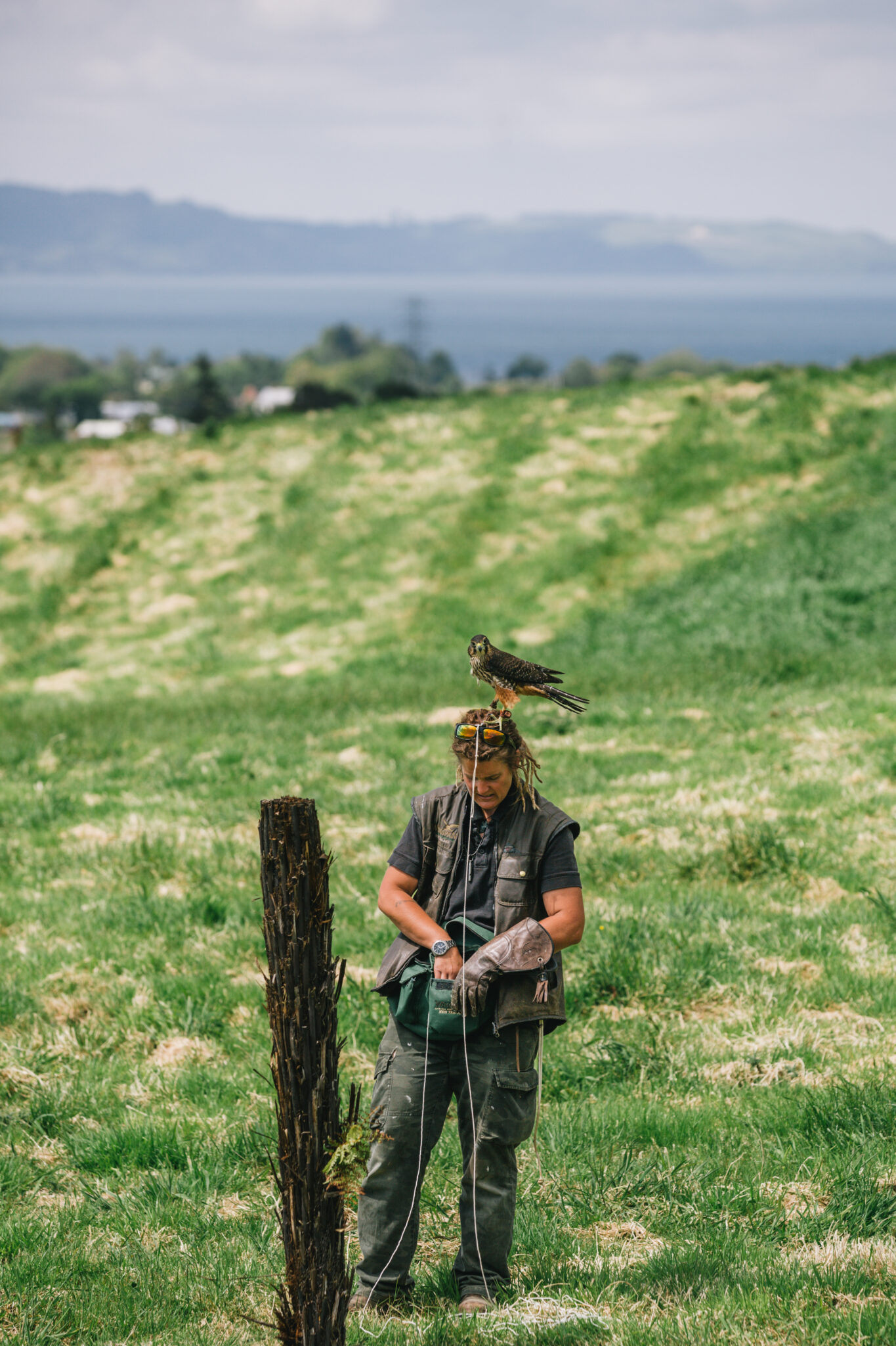 Kārearea: the mysterious New Zealand falcon - Young Adventuress