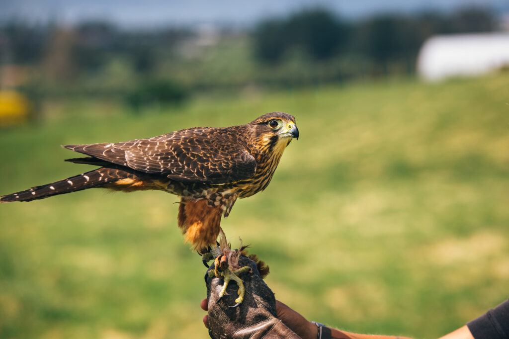 Kārearea: the mysterious New Zealand falcon - Young Adventuress