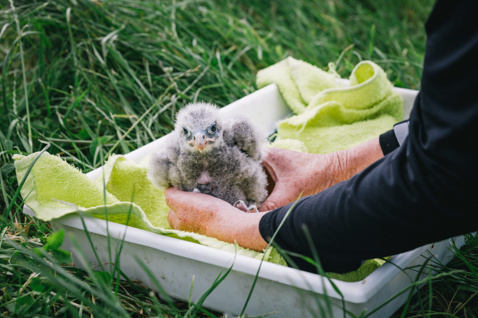Kārearea: the mysterious New Zealand falcon - Young Adventuress