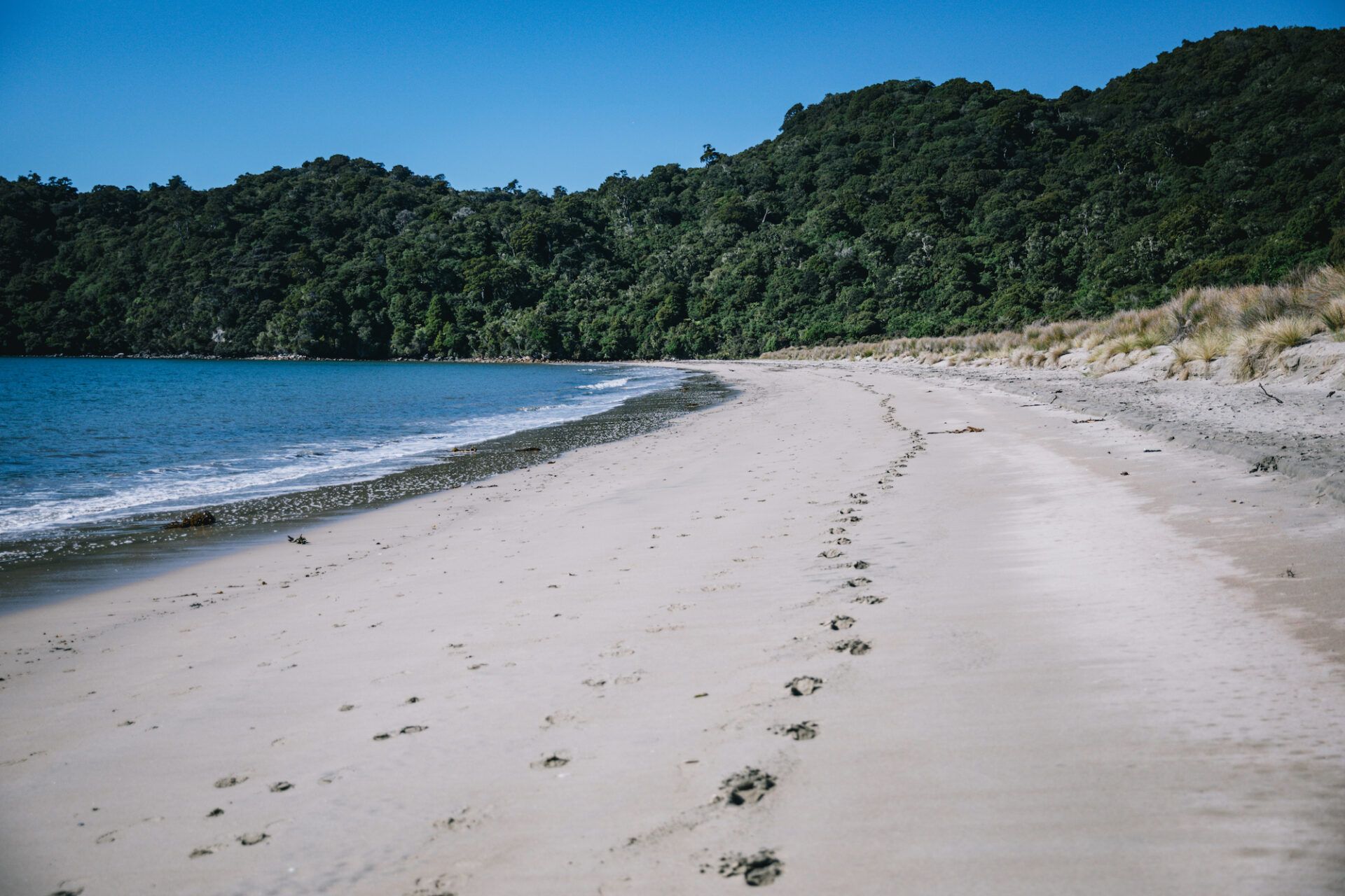 Walking the iconic Rakiura Track: New Zealand's most underrated Great ...