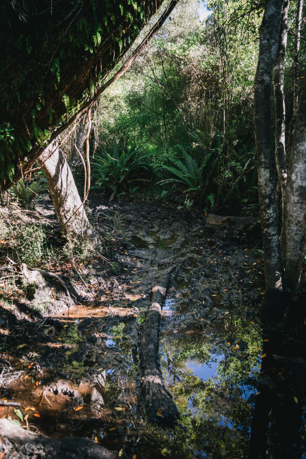 Walking the iconic Rakiura Track: New Zealand's most underrated Great ...