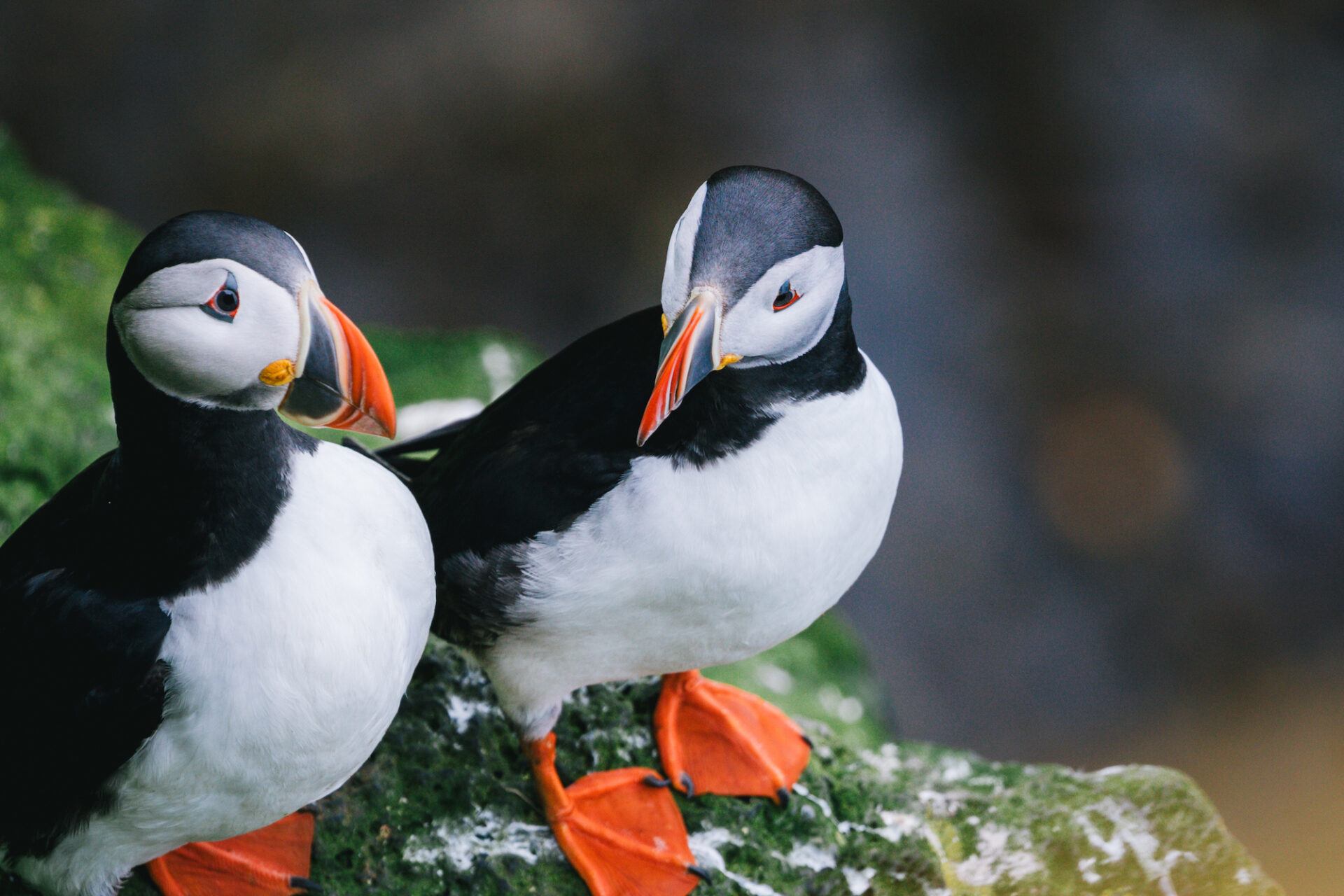 25 photos to inspire you to visit Iceland by sea - Young Adventuress