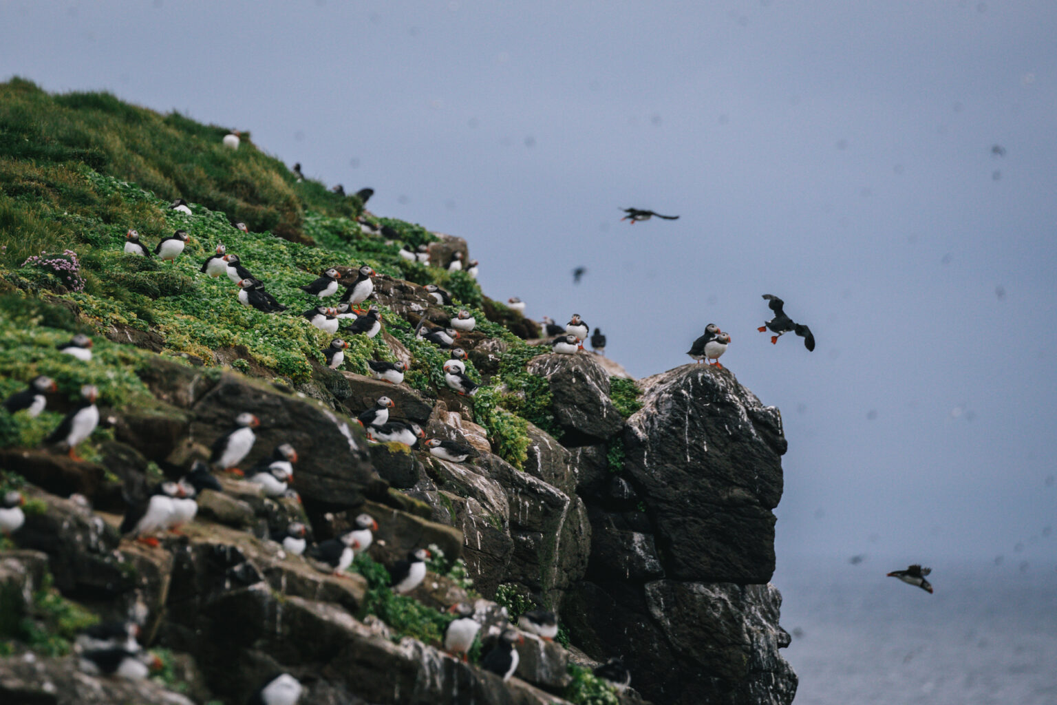 Arctic Iceland - visiting the island of birds on Grímsey - Young ...