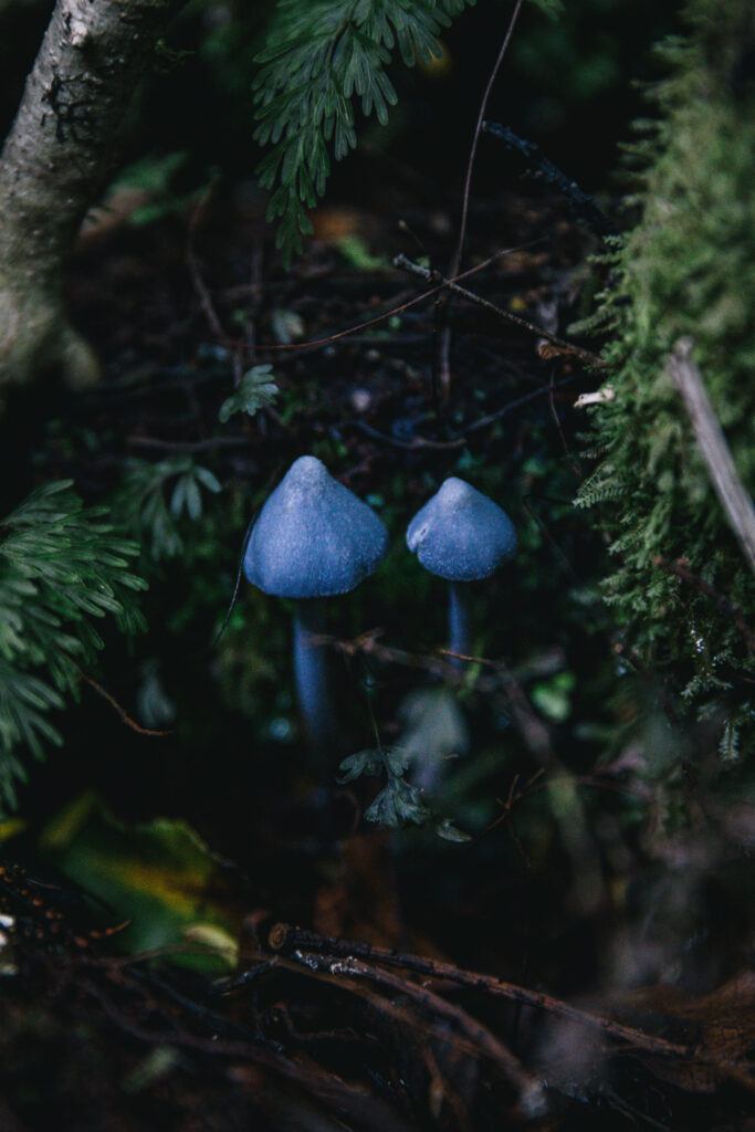New Zealand's blue mushroom the world is obsessed with - Young Adventuress