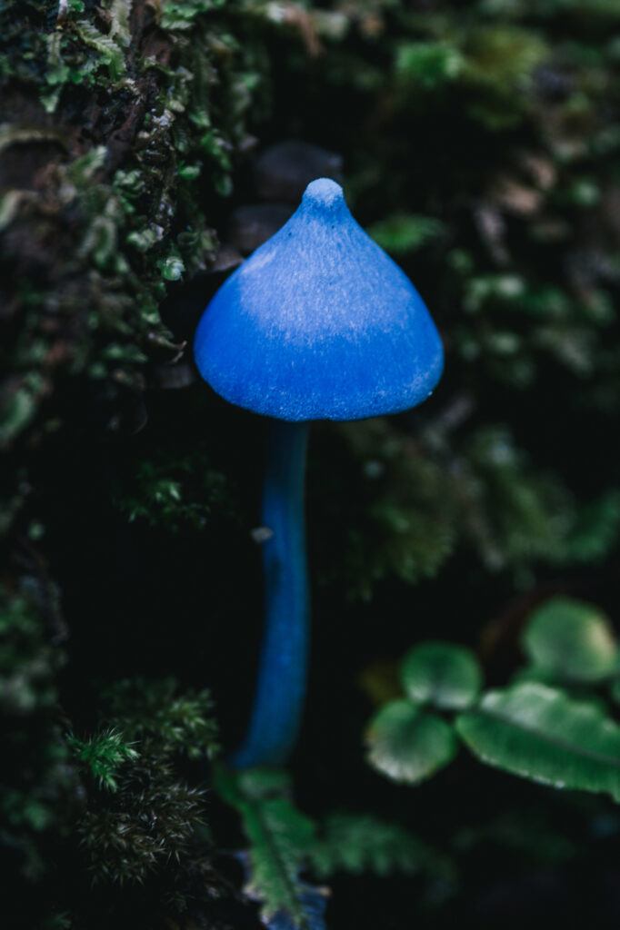 New Zealand's blue mushroom the world is obsessed with - Young Adventuress