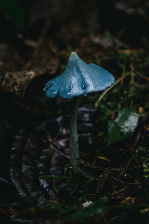 New Zealand's blue mushroom the world is obsessed with - Young Adventuress