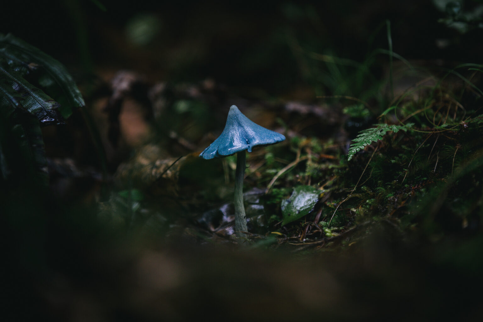 New Zealand's blue mushroom the world is obsessed with - Young Adventuress