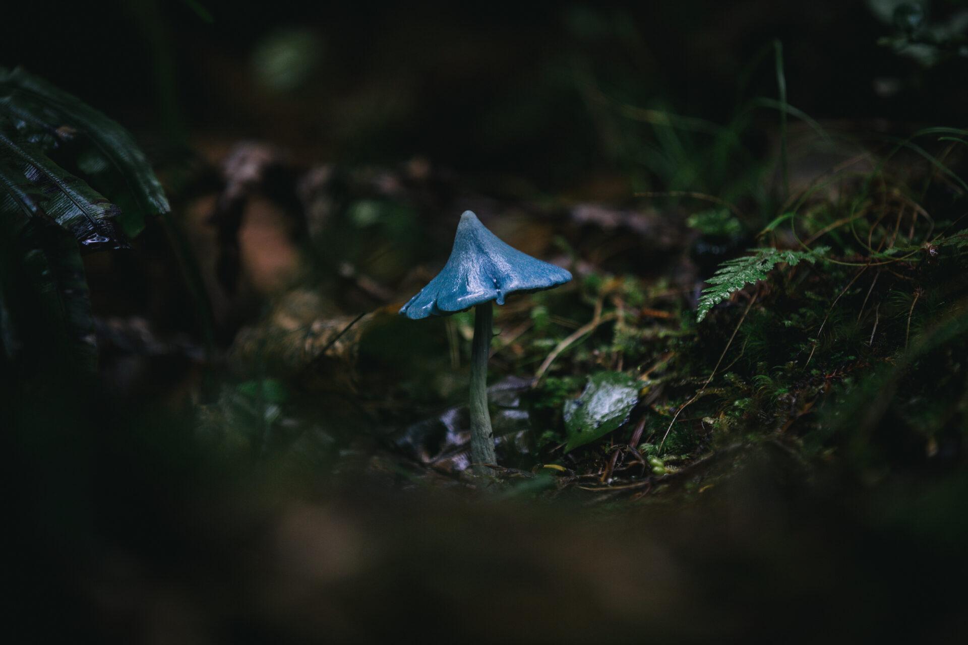 New Zealand's blue mushroom the world is obsessed with - Young Adventuress