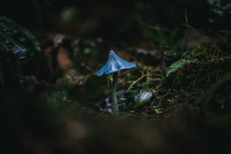 New Zealand's blue mushroom the world is obsessed with - Young Adventuress