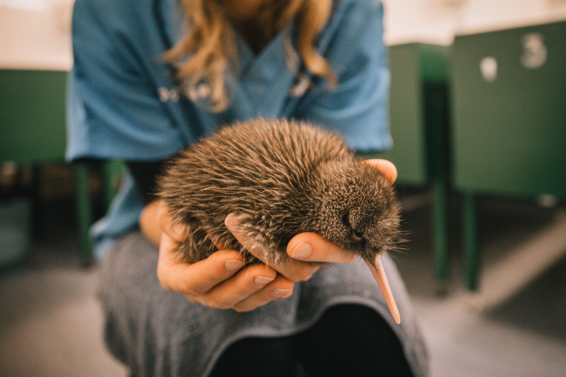 In defense of the bold and fearless weka: New Zealand's most unruly ...