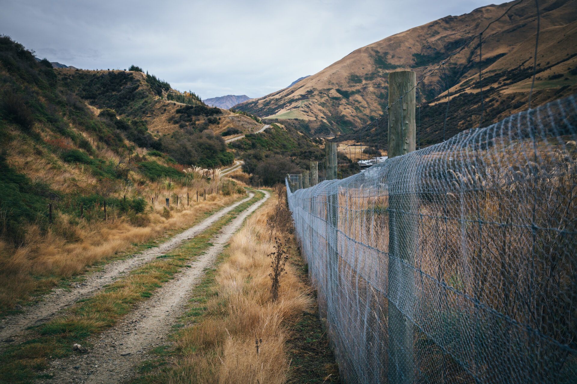 In defense of the bold and fearless weka: New Zealand's most unruly ...