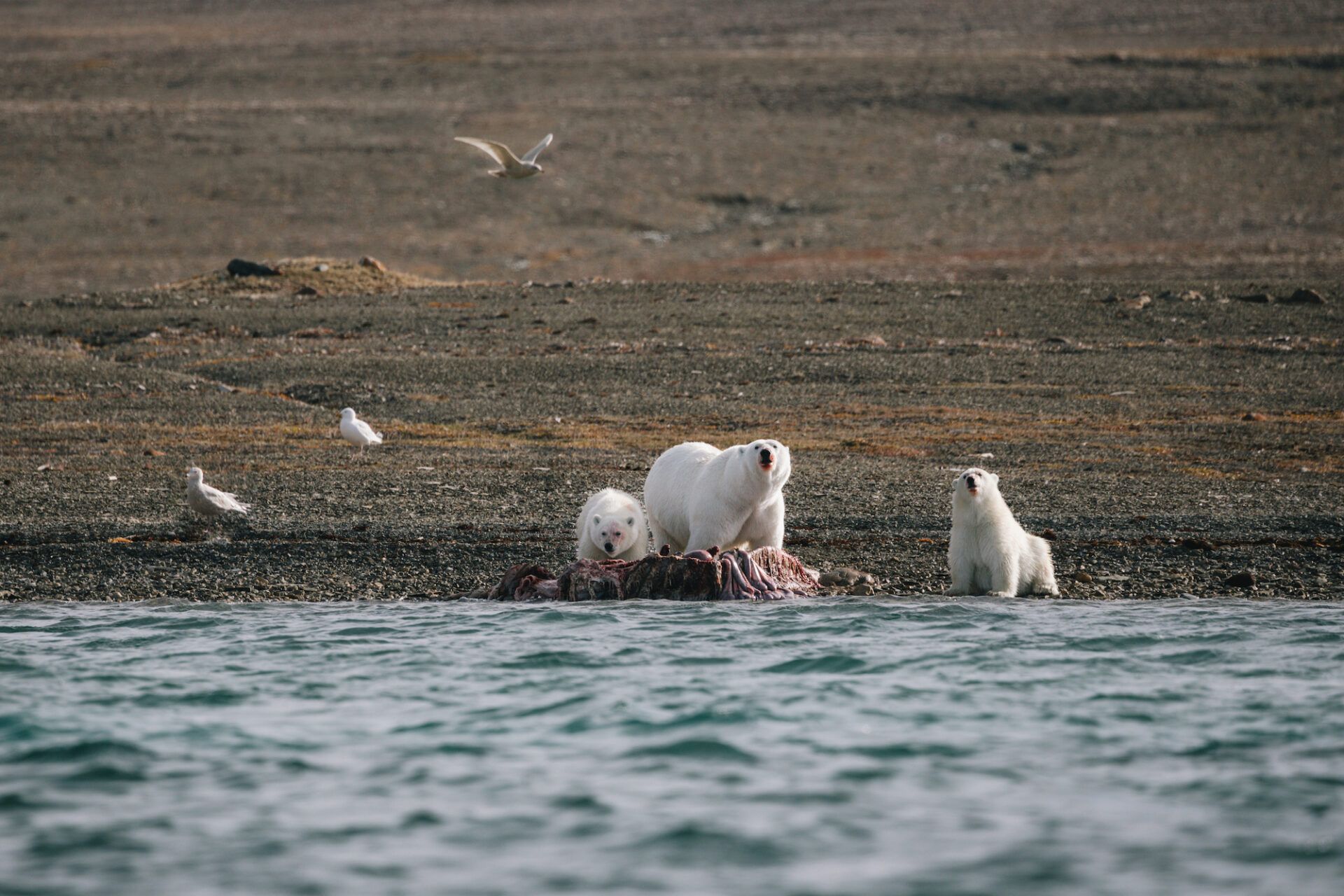 Is this place for real? Where polar bears hunt beluga whales in Arctic ...