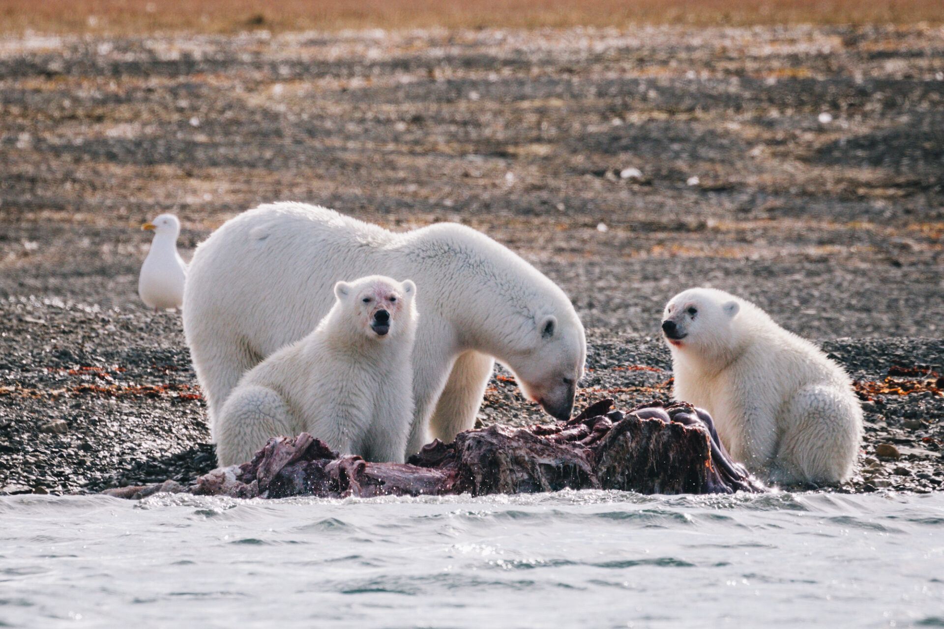 Is this place for real? Where polar bears hunt beluga whales in Arctic ...