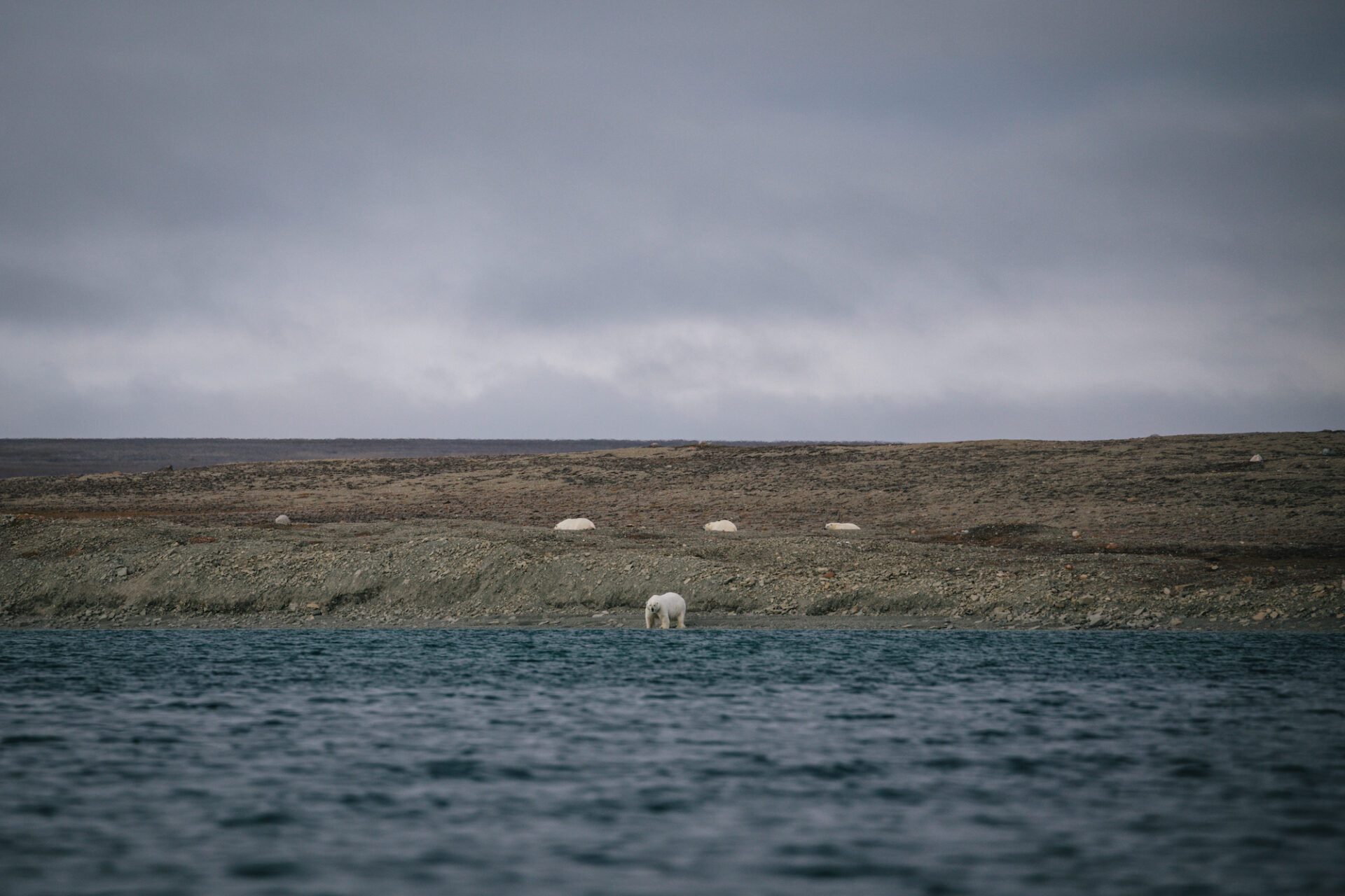 Is this place for real? Where polar bears hunt beluga whales in Arctic ...