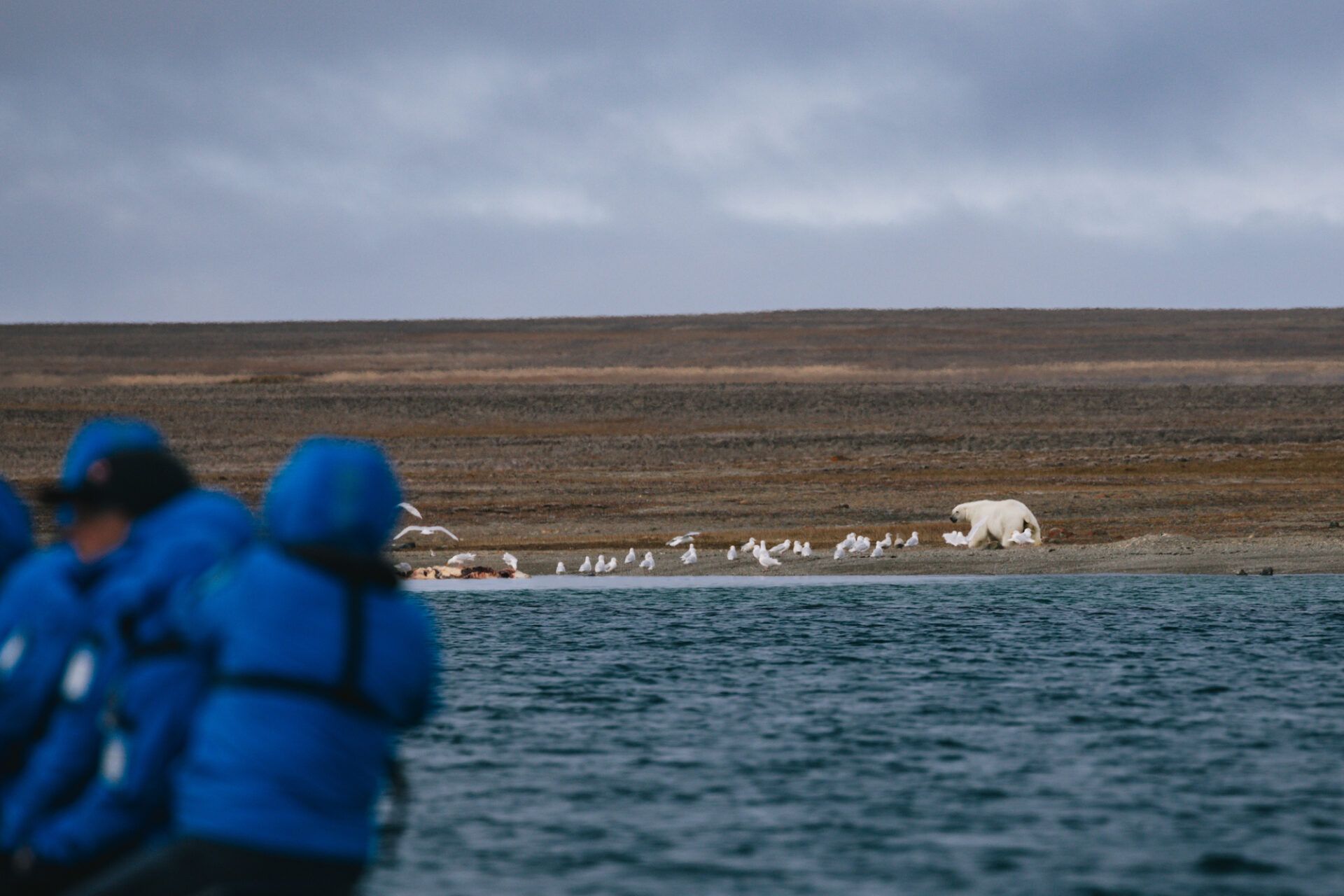 Is this place for real? Where polar bears hunt beluga whales in Arctic ...