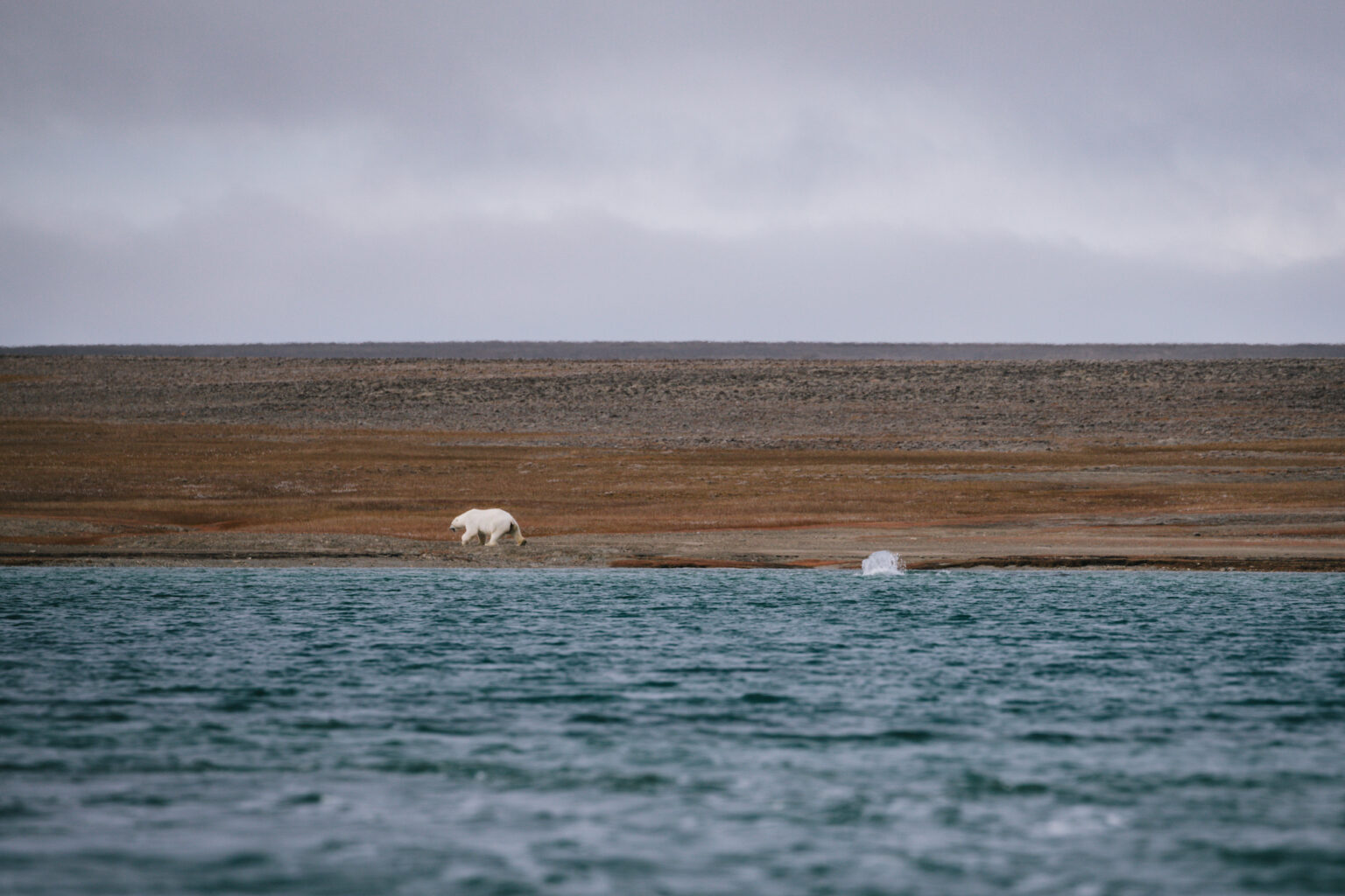 Is this place for real? Where polar bears hunt beluga whales in Arctic ...