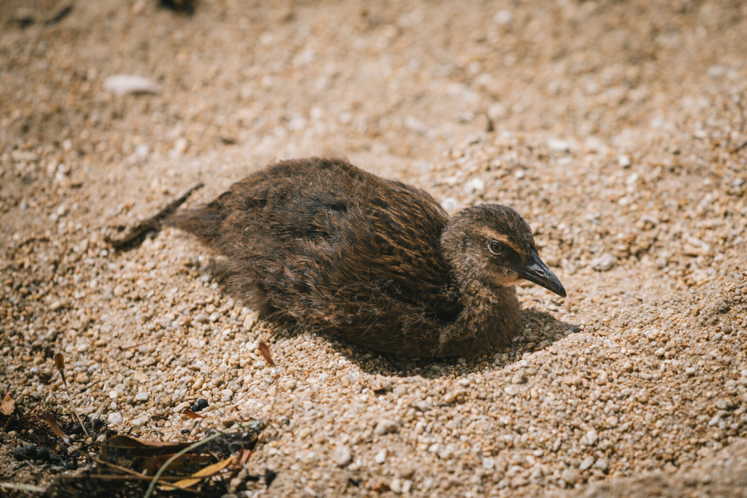 In defense of the bold and fearless weka: New Zealand's most unruly ...